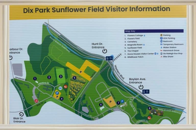 Best Places to See Sunflower Fields in Raleigh, NC: Dog-Friendly Dix ...