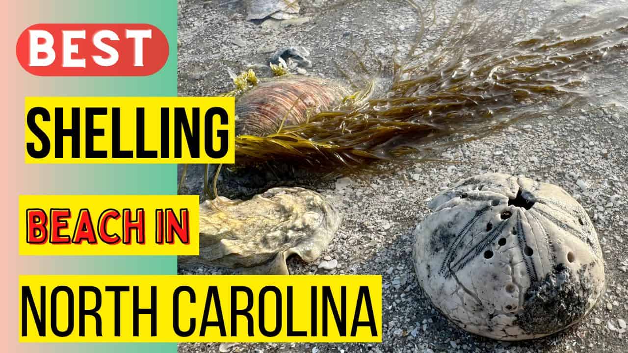 You'll Love the Charm of Holden Beach, NC: Hidden Gems and Coastal ...