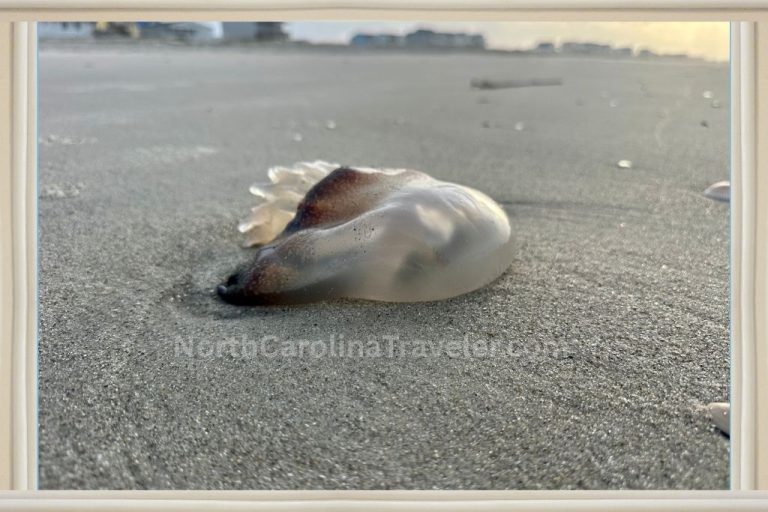 You'll Love the Charm of Holden Beach, NC: Hidden Gems and Coastal ...