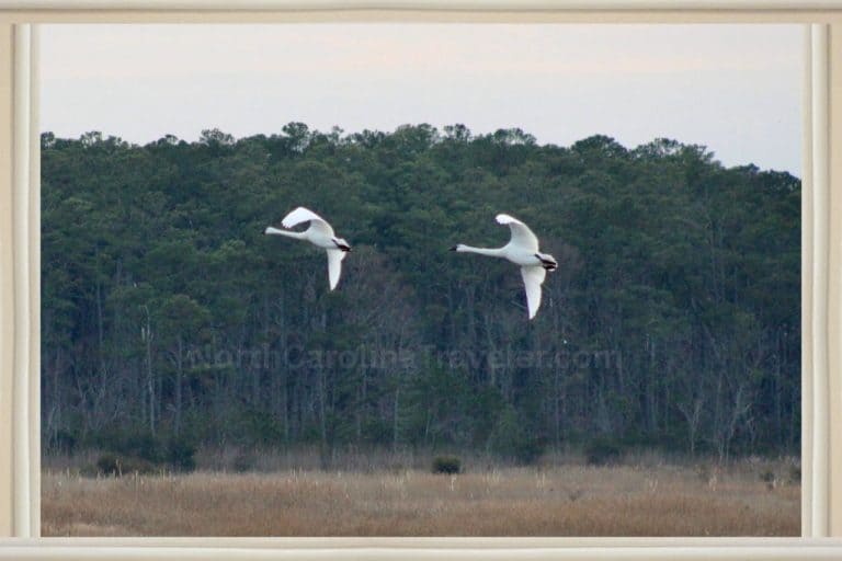 Know Where to Admire the Enchanting Tundra Swans in NC This Winter ...